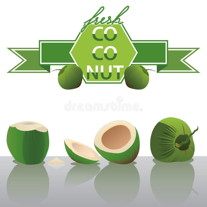 Vector fresco del coco ilustración del vector. Ilustración de sano ...