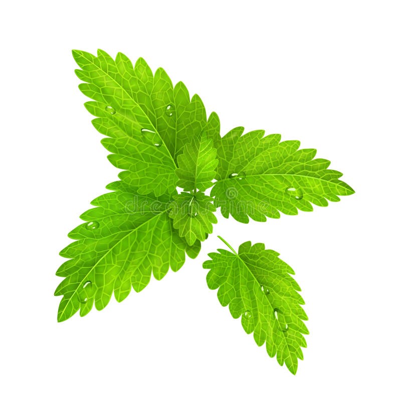 Fresh Mint Leaves on a White Background Stock Vector - Illustration of ...