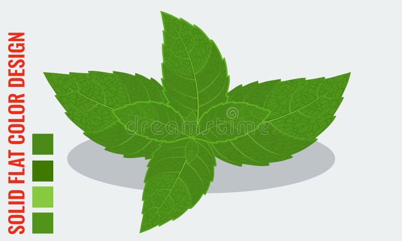 Vector Fresh Mint Leaves with Minimal Solid Flat Colors Stock Vector ...