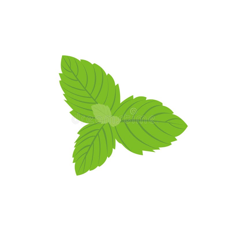 Vector Fresh Mint Leaves On A White Background Stock Vector ...