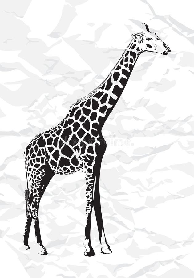 Vector giraffe stock vector. Illustration of wildlife - 21979040