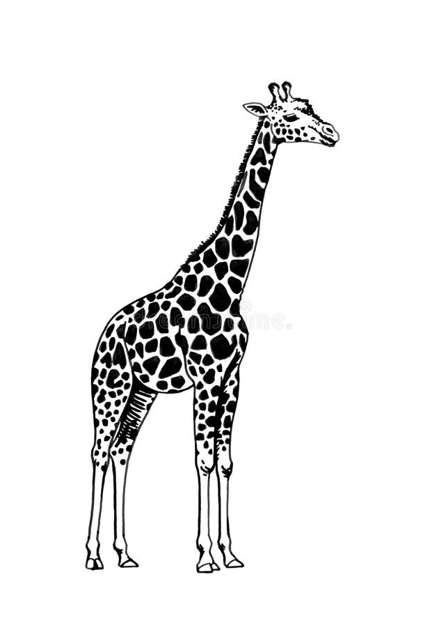 286 Giraffe Vector Stock Photos - Free & Royalty-Free Stock Photos from ...
