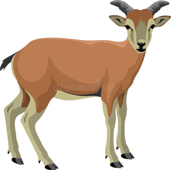 Vector Goat Urial stock vector. Illustration of goat - 90901835