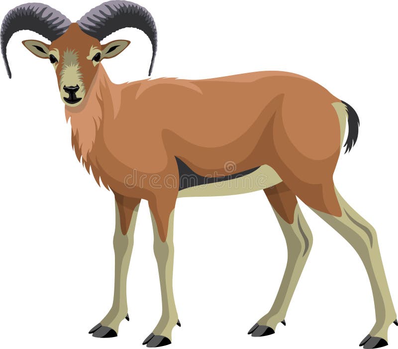 Vector Goat Urial stock vector. Illustration of brown - 90901859