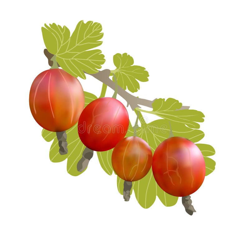 Vector Gooseberry Branch. Black and White Engraved Ink Art. Isolated ...