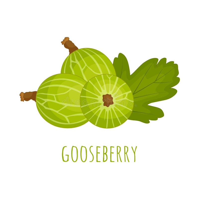 Vector Gooseberry. Still Life of Whole Berries of Gooseberry. Stock ...