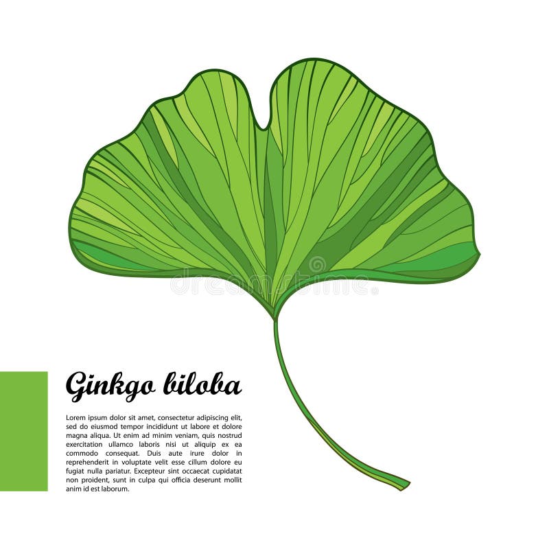 Vector Grünes Blatt Des Entwurfs Von Gingko Oder Ginkgo Biloba Baum Auf ...