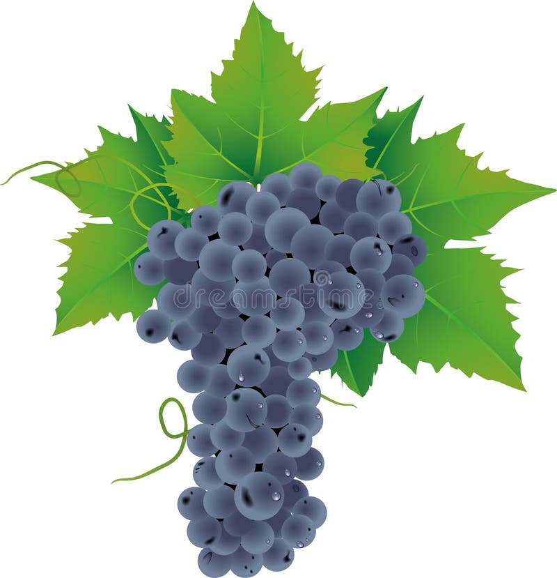 Grapevine stock vector. Illustration of plant, vine, leaves - 36384576