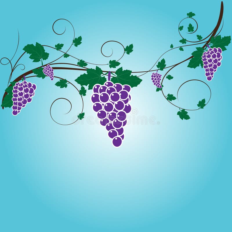 Grapes design stock vector. Illustration of element, food - 44714082