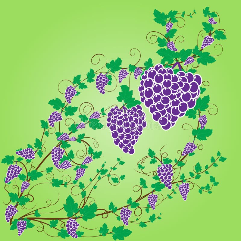 Vector Grapes Design Graphic Stock Illustration - Illustration of bunch ...