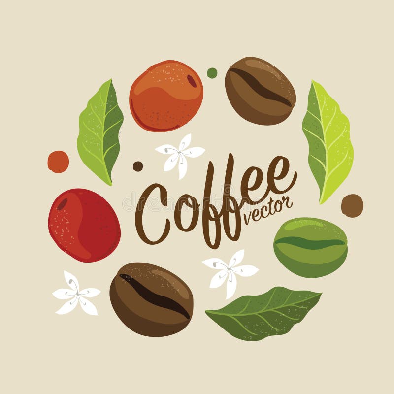 Vector Graphic Coffee Tree Plantation, Branch, Leaf, Bean. Stock Vector ...