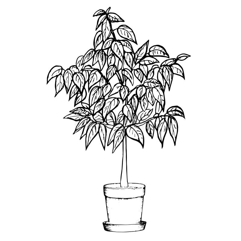 Vector Graphic Illustration of an Avocado Tree in a Large Flower Pot ...
