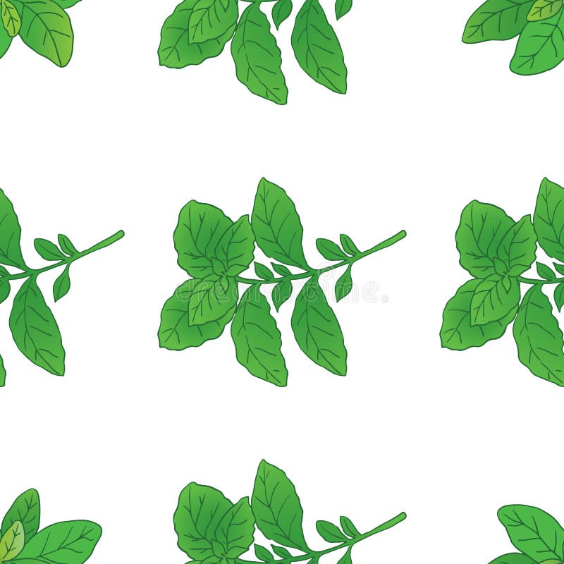 Basilic Collection 04 Stock Illustrations – 2 Basilic Collection 04 ...