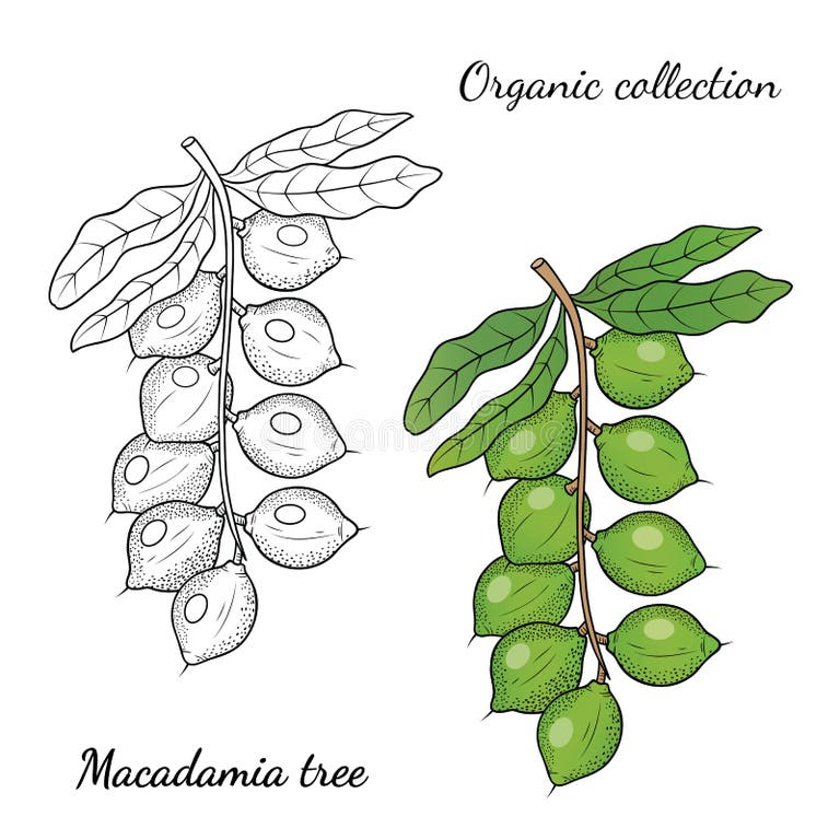 Vector Graphic Illustration with Macadamia Tree Stock Vector ...