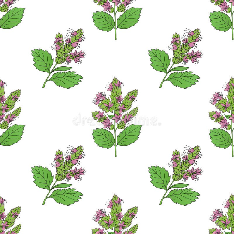Vector Graphic Seamless Pattern with Patchouli Plant-02 Stock Vector ...