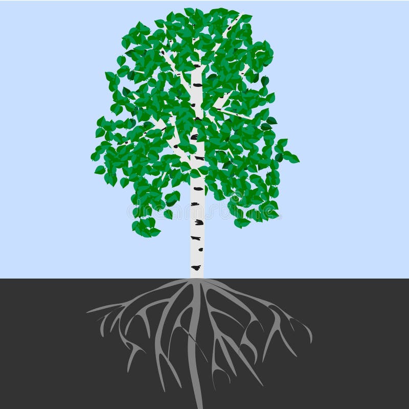 A birch tree with roots stock vector. Illustration of branch - 301322245