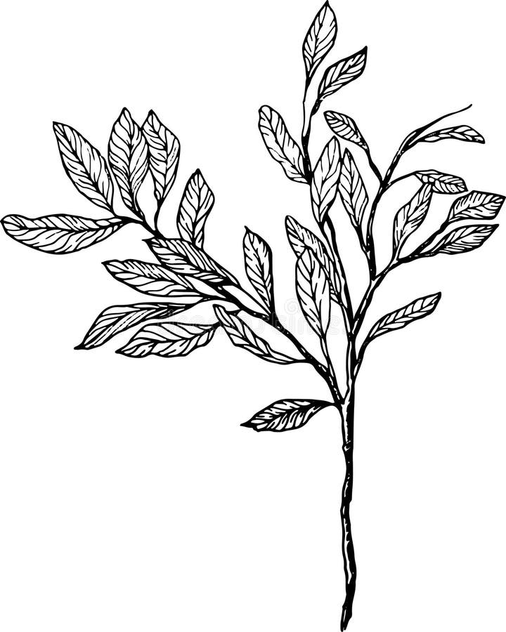 Vector Graphics Branch. a Branch with Leaves is a Hand-drawn Graphic ...