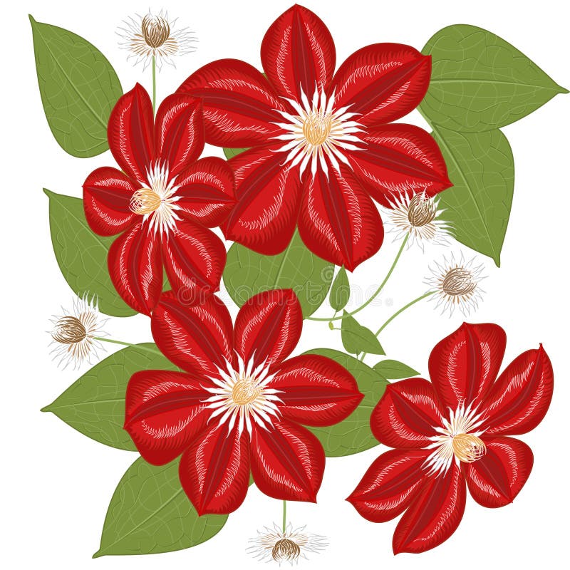 Vector Graphics Clipart Flower Clematis Stock Vector - Illustration of ...