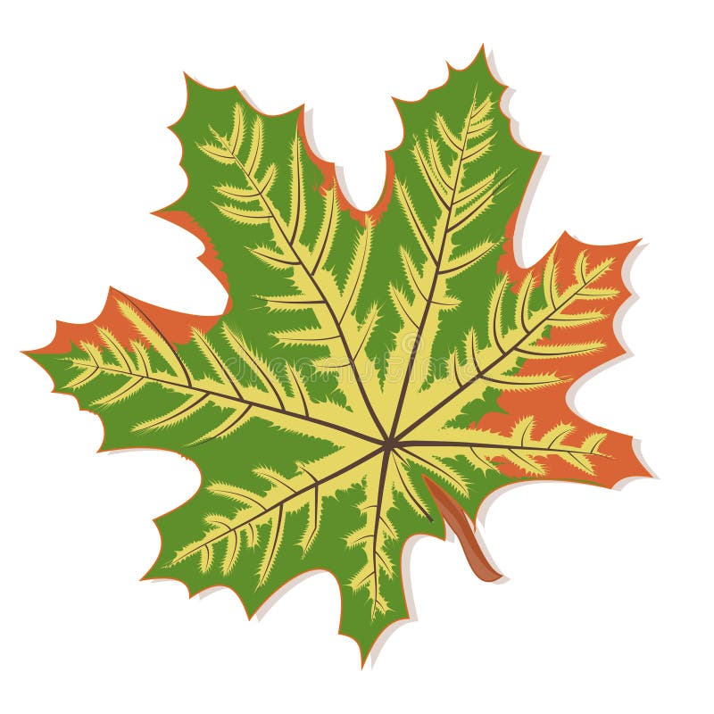 Vector Graphics Clipart Green Maple Leaf Stock Vector - Illustration of ...