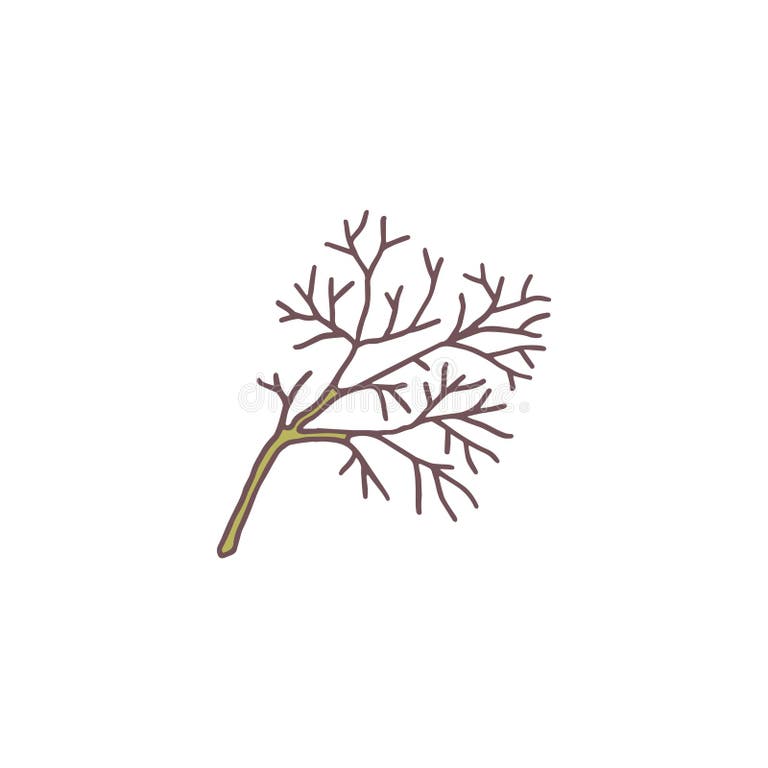 Vector Graphics in the Form of a Twig, Made in a Hand-drawn Style Stock ...