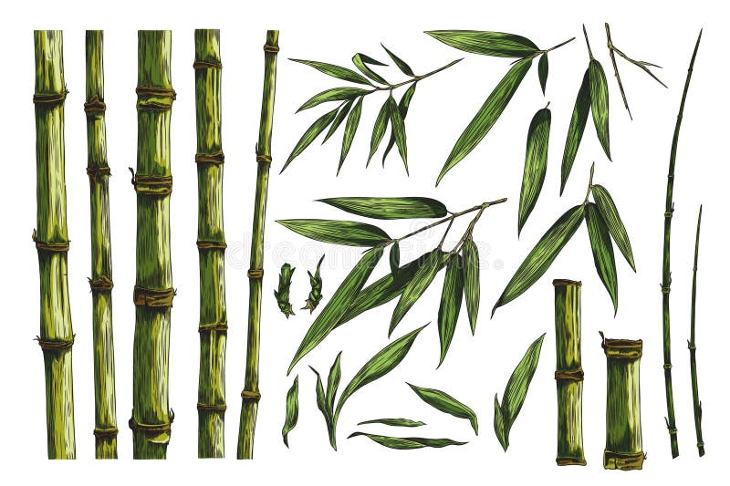 Vector Graphics with a Set of Bamboo Branches, Leaves and Stems in a Minimalistic Design Stock ...