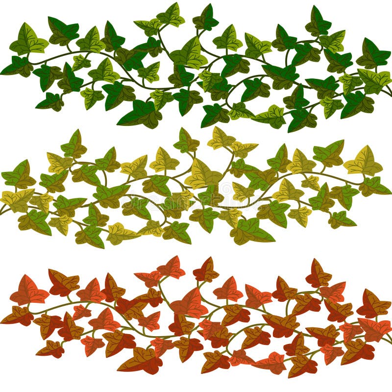 Three Different Colored Ivy Branches Stock Vector - Illustration of ...