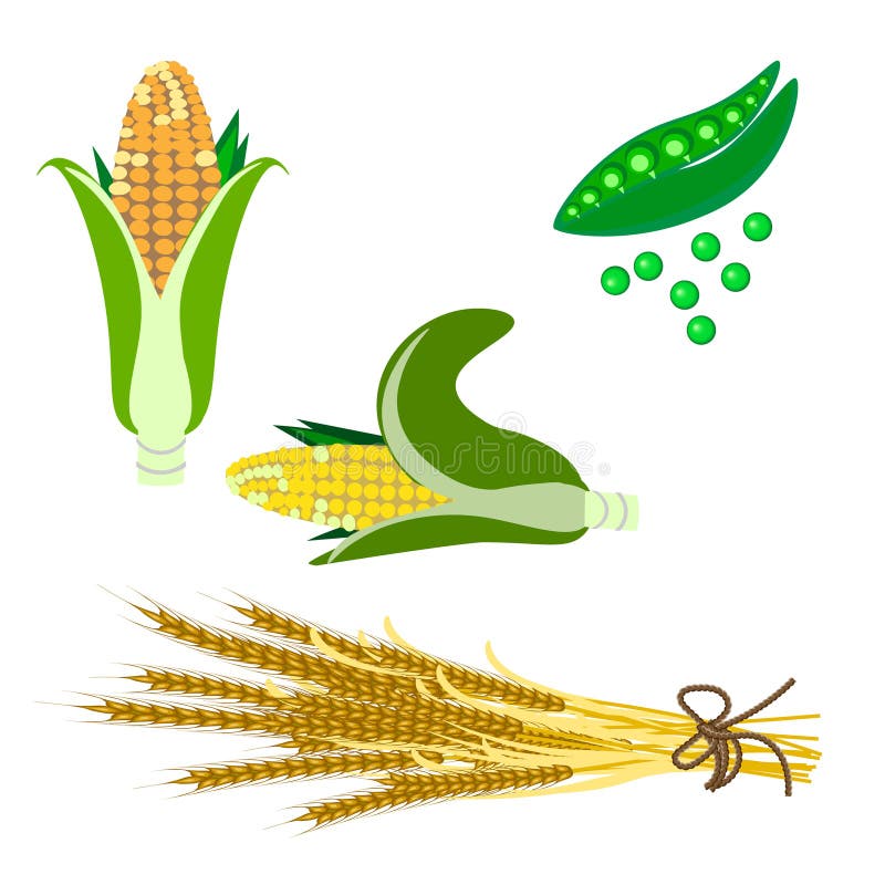 Two Ears Of Corn Green Peas And Tied Ears Of Wheat Stock Vector Illustration Of Popcorn
