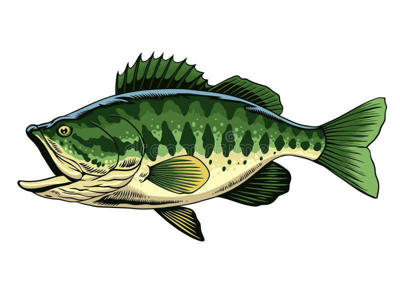 Green Big Bass Fish stock vector. Illustration of aquatic - 308293319