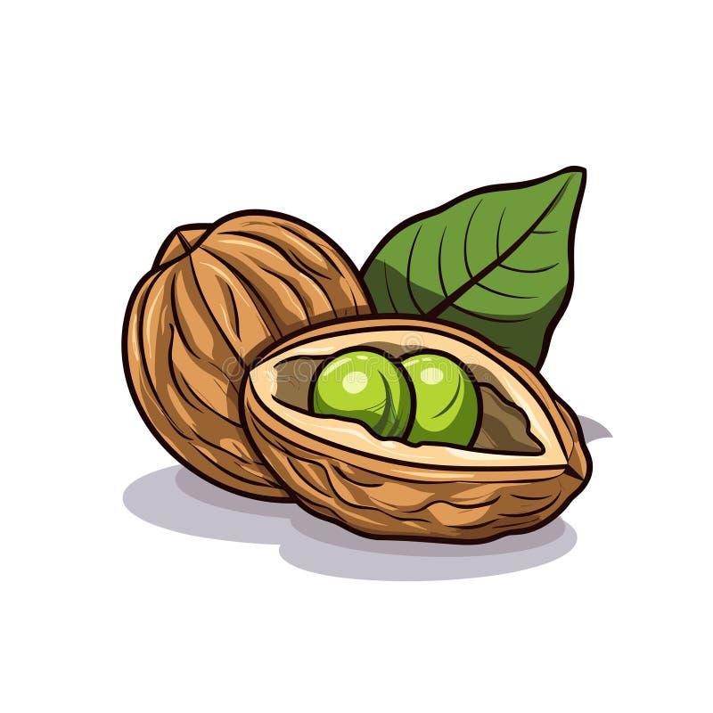 Vector of a Green Nut Shell with Two Nuts and a Leaf Isolated on a ...