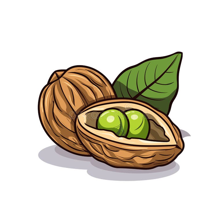 Vector of a Green Nut Shell with Two Nuts and a Leaf Isolated on a ...