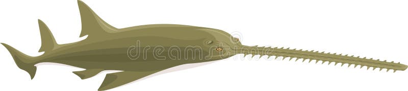 Sawfish stock vector. Illustration of sawfish, artwork - 45685961