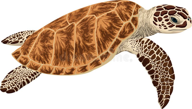 Vector green sea turtle stock vector. Illustration of nature - 260146484