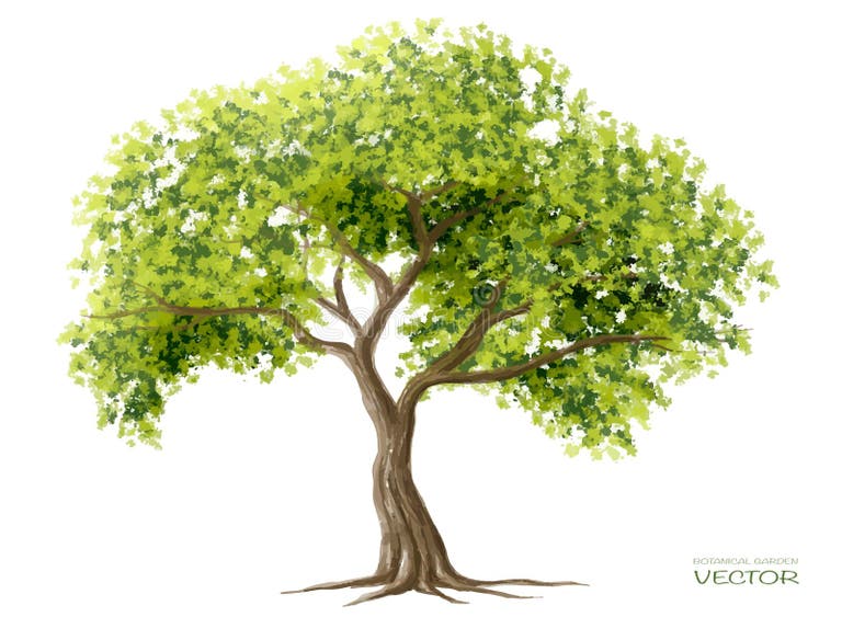Oak Tree Elevation Stock Illustrations – 56 Oak Tree Elevation Stock ...