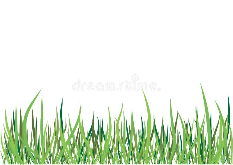 Vector groen gras vector illustratie. Illustration of zegge - 11075373