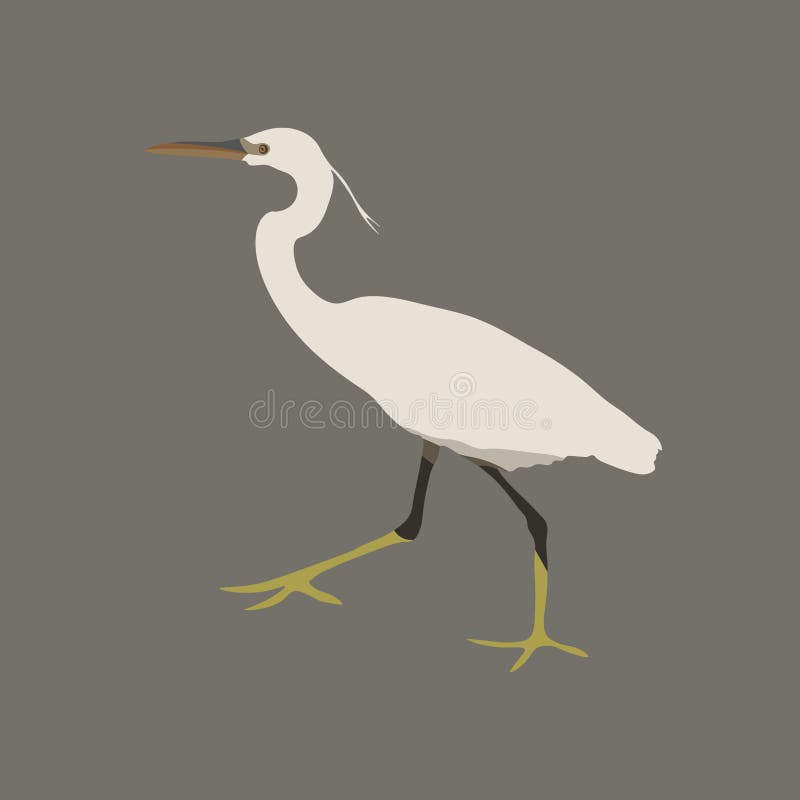 Vector Grote witte reiger vector illustratie. Illustration of ...