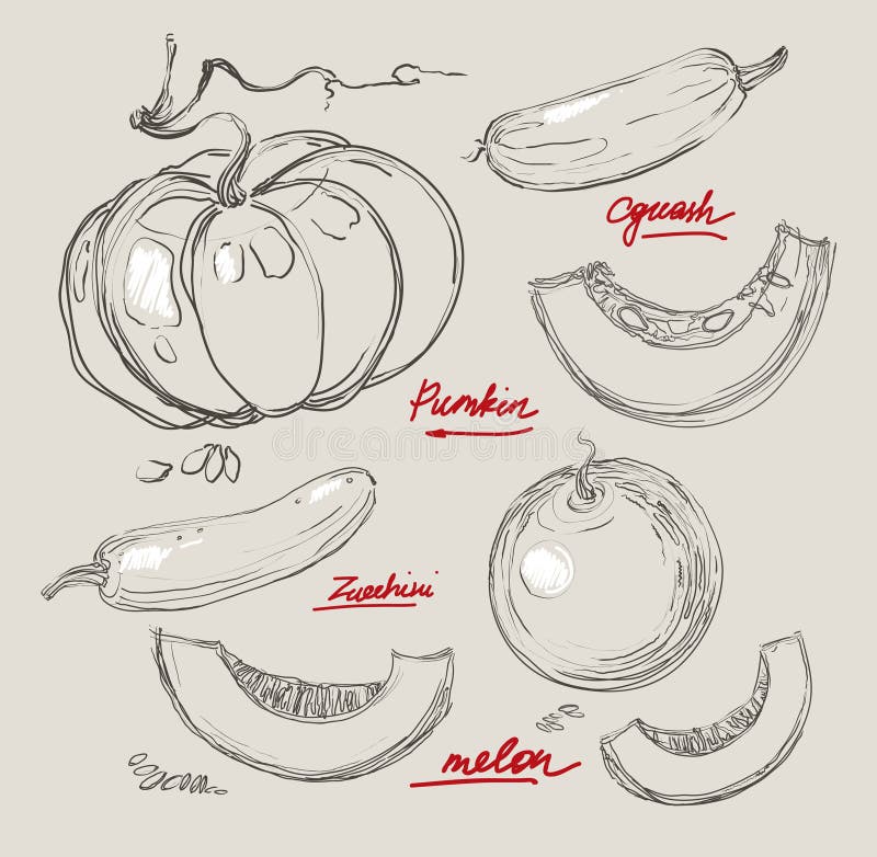 Melons Sketch Stock Illustrations – 134 Melons Sketch Stock ...