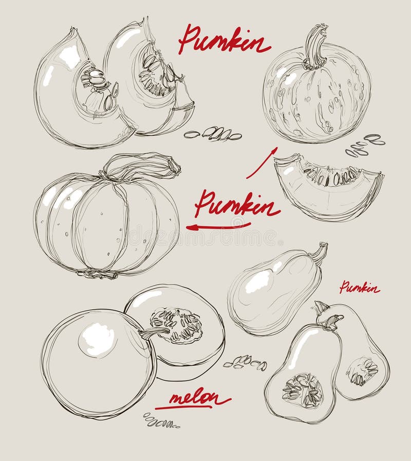 Vector Hand Drawing Juicy Melons Stock Illustration - Illustration of ...