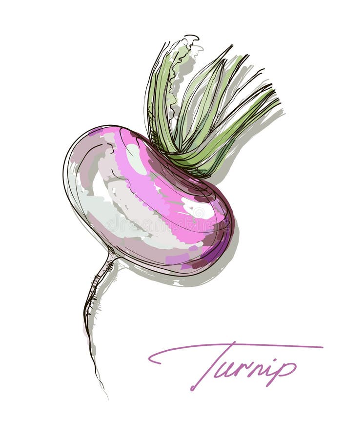 Turnip Cartoon Stock Illustrations – 1,624 Turnip Cartoon Stock ...