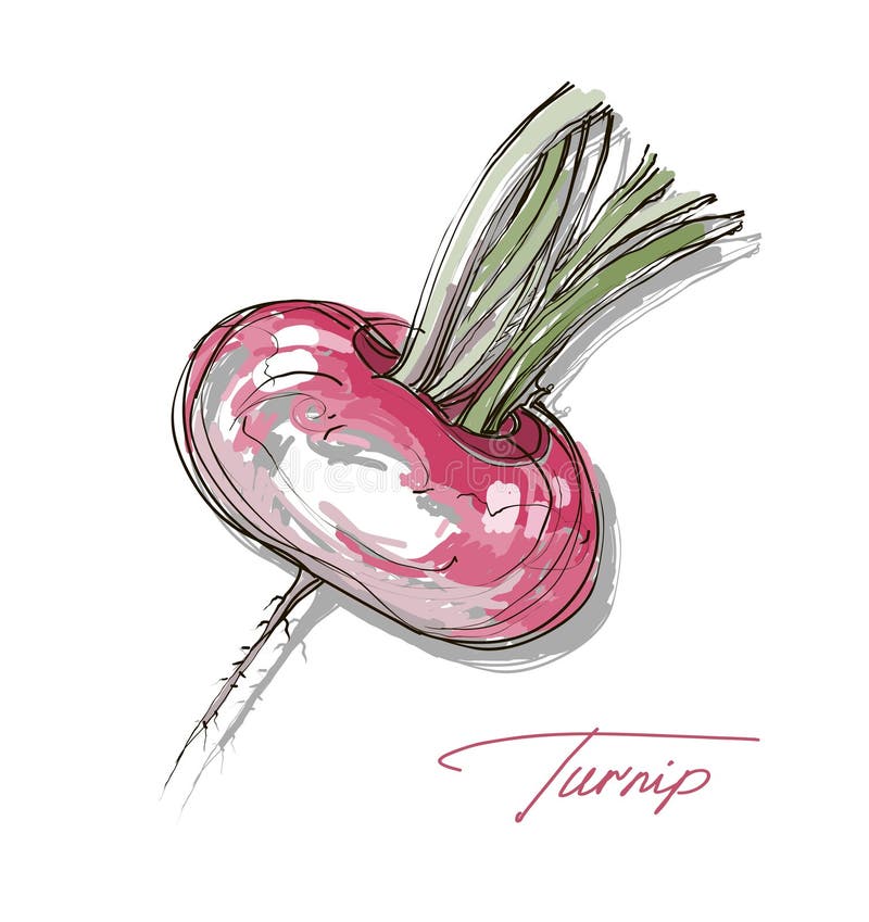 Realistic Turnip Stock Illustrations – 1,087 Realistic Turnip Stock ...
