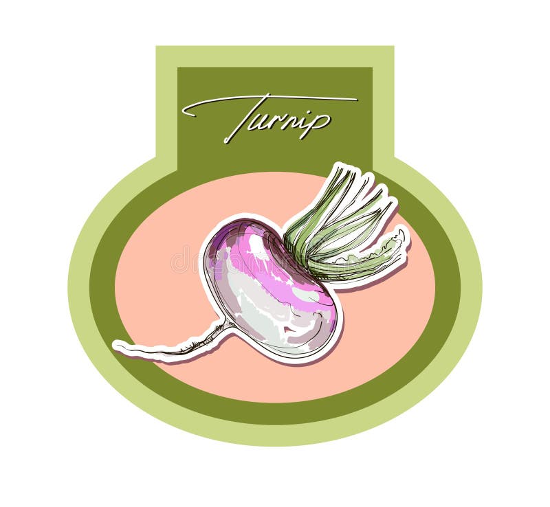 Vector Hand Drawing Realistic Juicy Turnip Stock Illustration ...