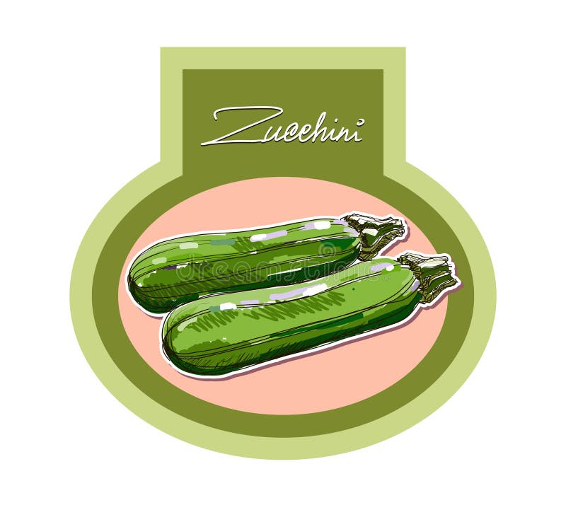 Vector Hand Drawing Realistic Juicy Zucchini Stock Illustration ...