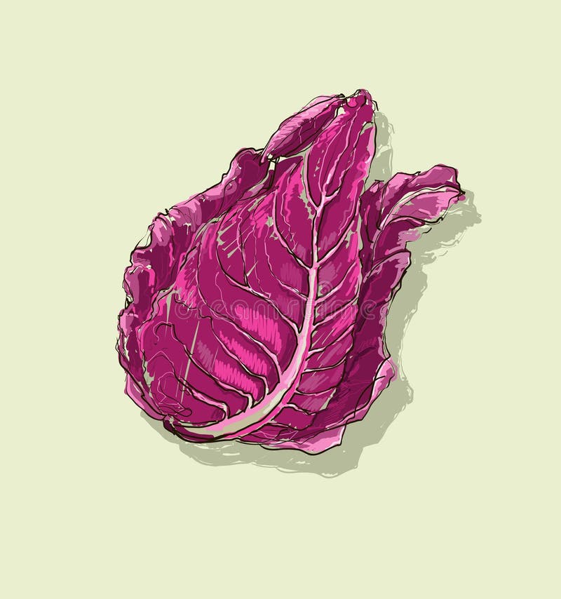 Cabbage Drawing Stock Illustrations – 7,727 Cabbage Drawing Stock ...