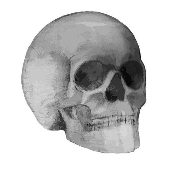 Vector hand drawing scull stock vector. Illustration of death - 50011423