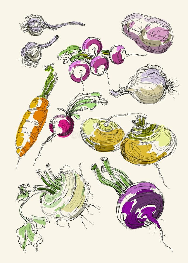 Vector Hand Drawing Set of Roots Stock Illustration - Illustration of ...