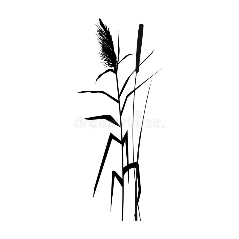 Vector Hand Drawing Sketch with Reeds. Stock Illustration ...