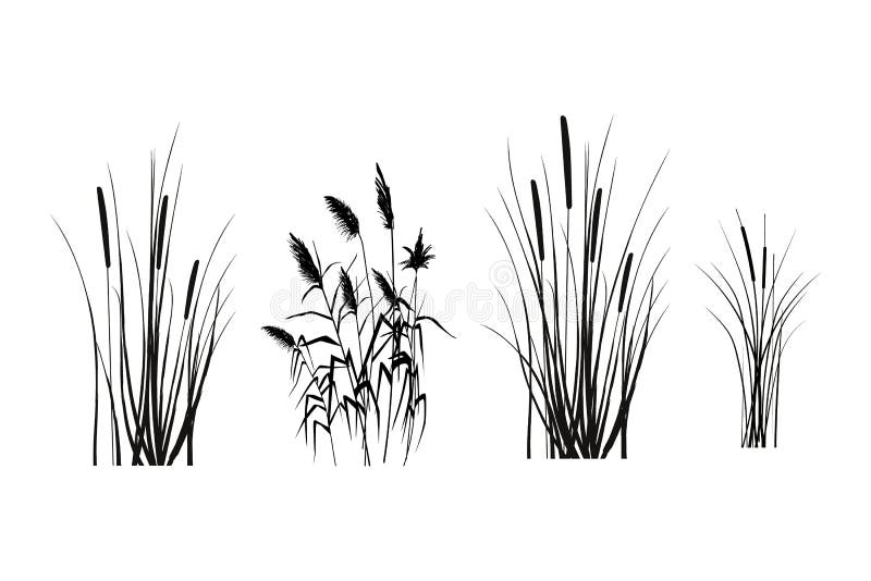Vector Hand Drawing Sketch with Reeds.Cane Silhouette on White ...