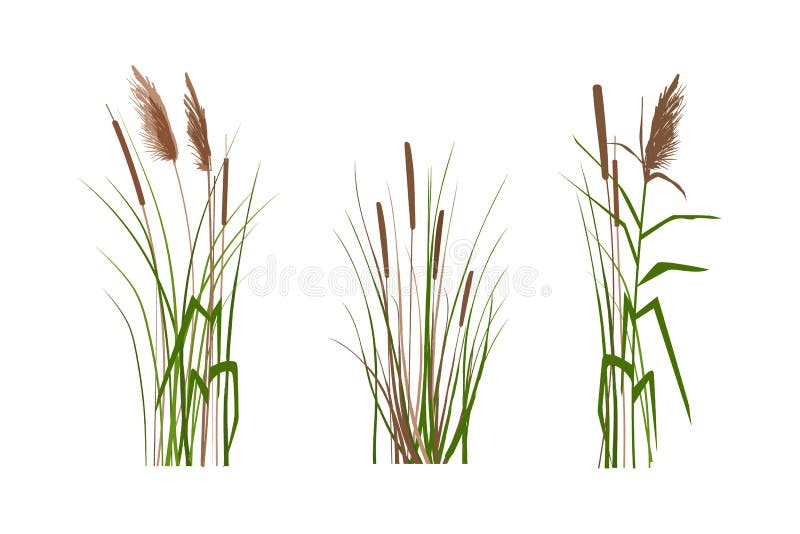 Cane Silhouette on White Background. Vector Hand Drawing Sketch with ...