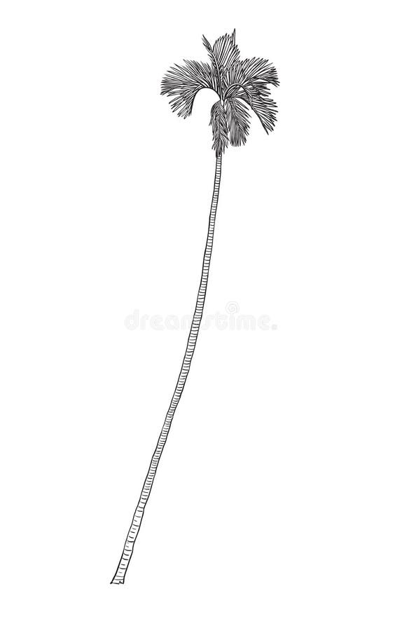 Betel Leaf Nut Stock Illustrations – 70 Betel Leaf Nut Stock ...