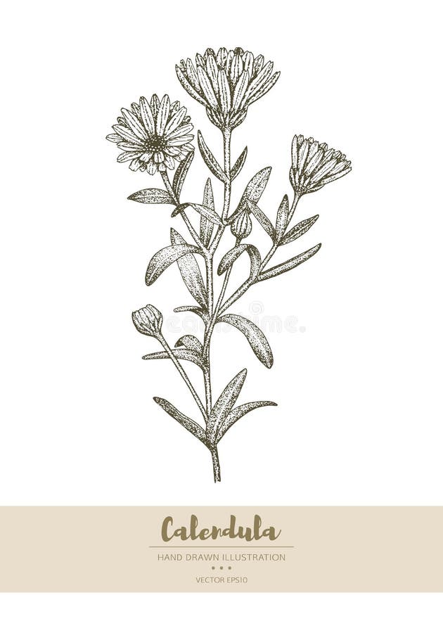 Hand Drawn Flowers - Calendula Officinalis or Pot Marigold Stock ...