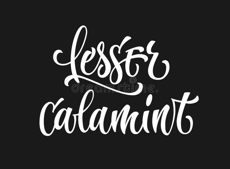 Vector Hand Drawn Calligraphy Style Lettering Word - Lesser Calamint ...